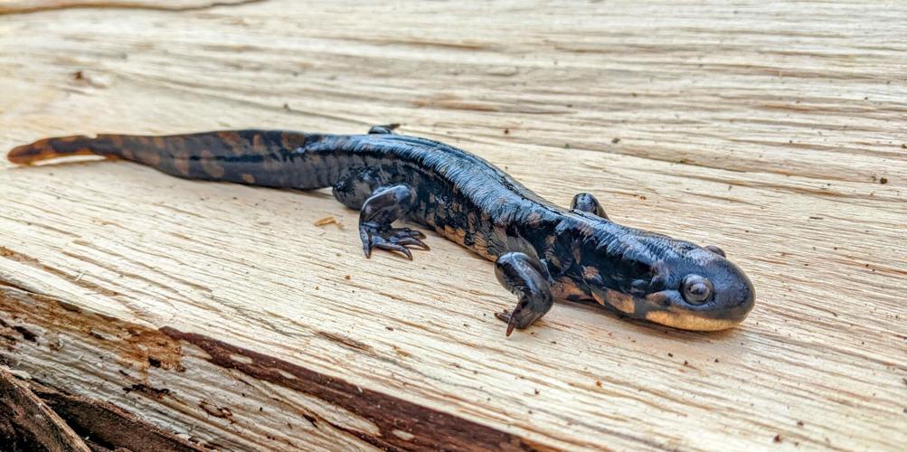 Indiana Nature Notes: The March of the Salamanders | News | newsbug.info