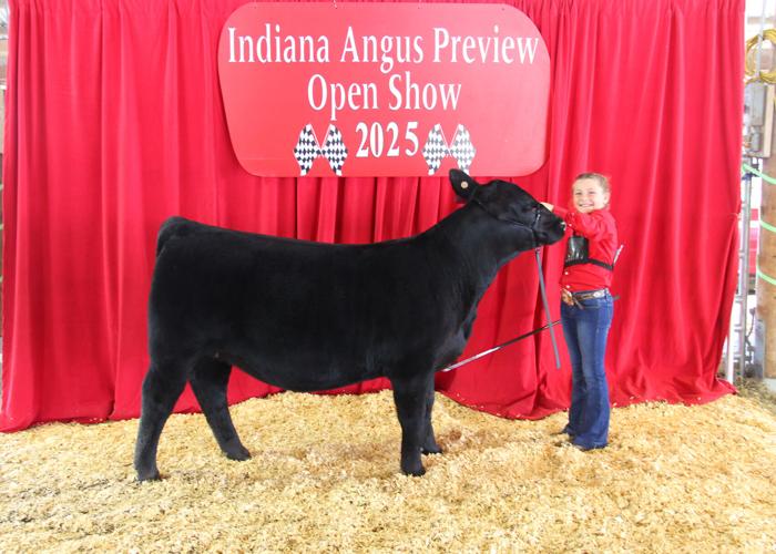 2025 Indiana Angus Junor Preview Show | News | newsbug.info