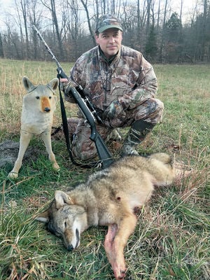 Coyotes are plentiful and provide a unique hunting experience | Sports ...