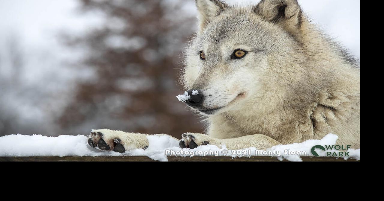 Wolf Park's Howliday Howl Night | Monticello Herald Journal | newsbug.info