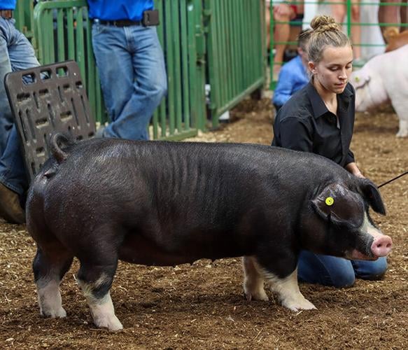Cocanower cleans up at White County Swine Show | Agriculture | newsbug.info