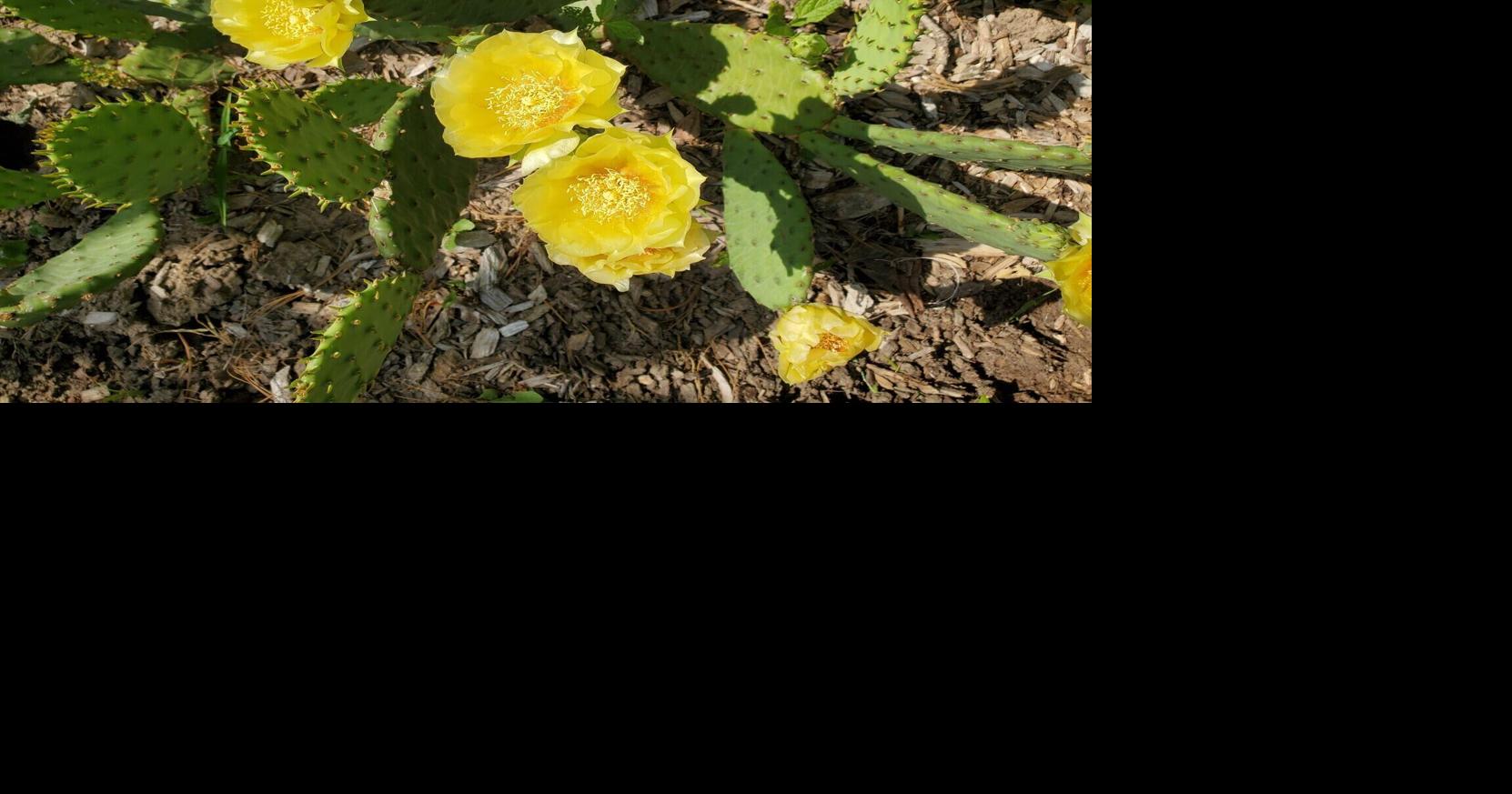 In the Garden | Native eastern prickly pear cactus in full bloom this ...