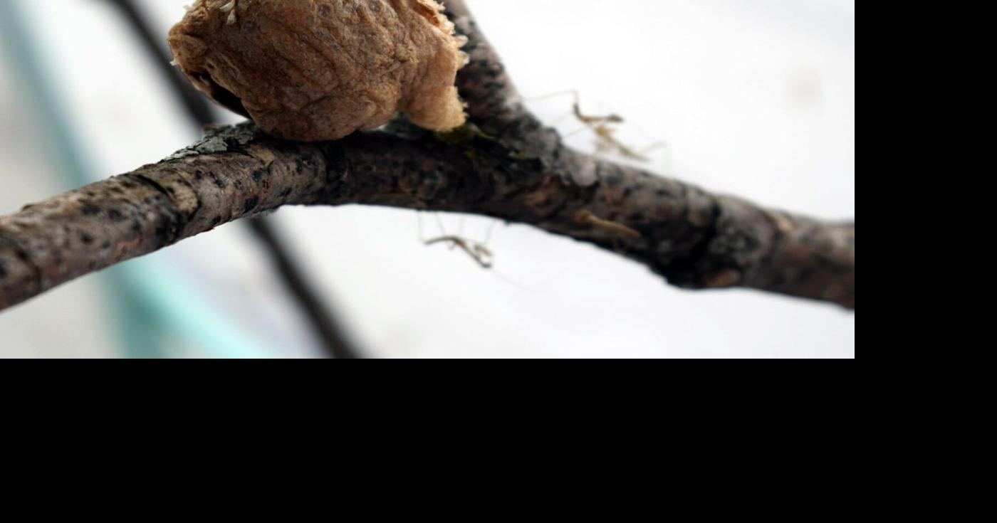 Holiday hitchhikers: How insects get into your home during Christmas ...