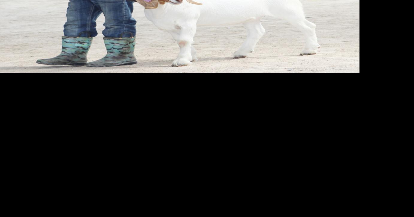 Kohl wins Iroquois County Fair Costume Goat Lead contest | News ...