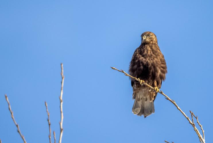Nature Notes: Getting warmed up with the rough-legged hawk | News ...