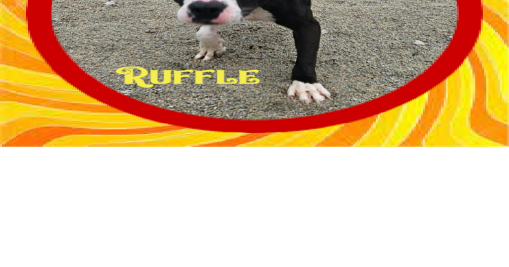 Ruffle is pet of the week for Happy Tails Animal Shelter | News ...
