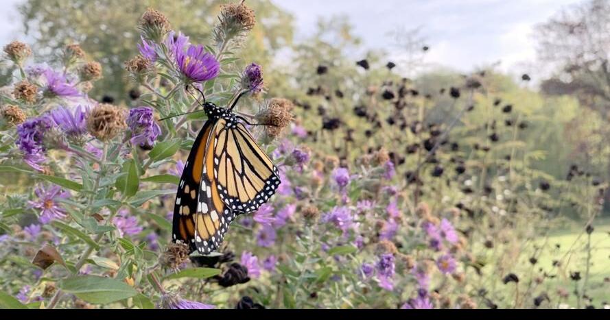In the Garden | Encouraging signs for monarch butterflies | | newsbug.info