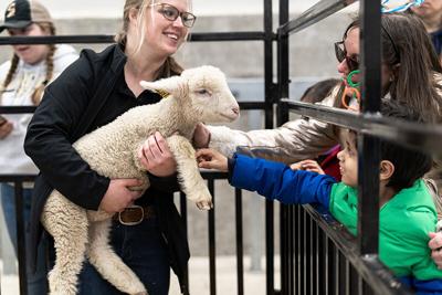 ISA will host sheep-themed educational opportunities and competitions ...