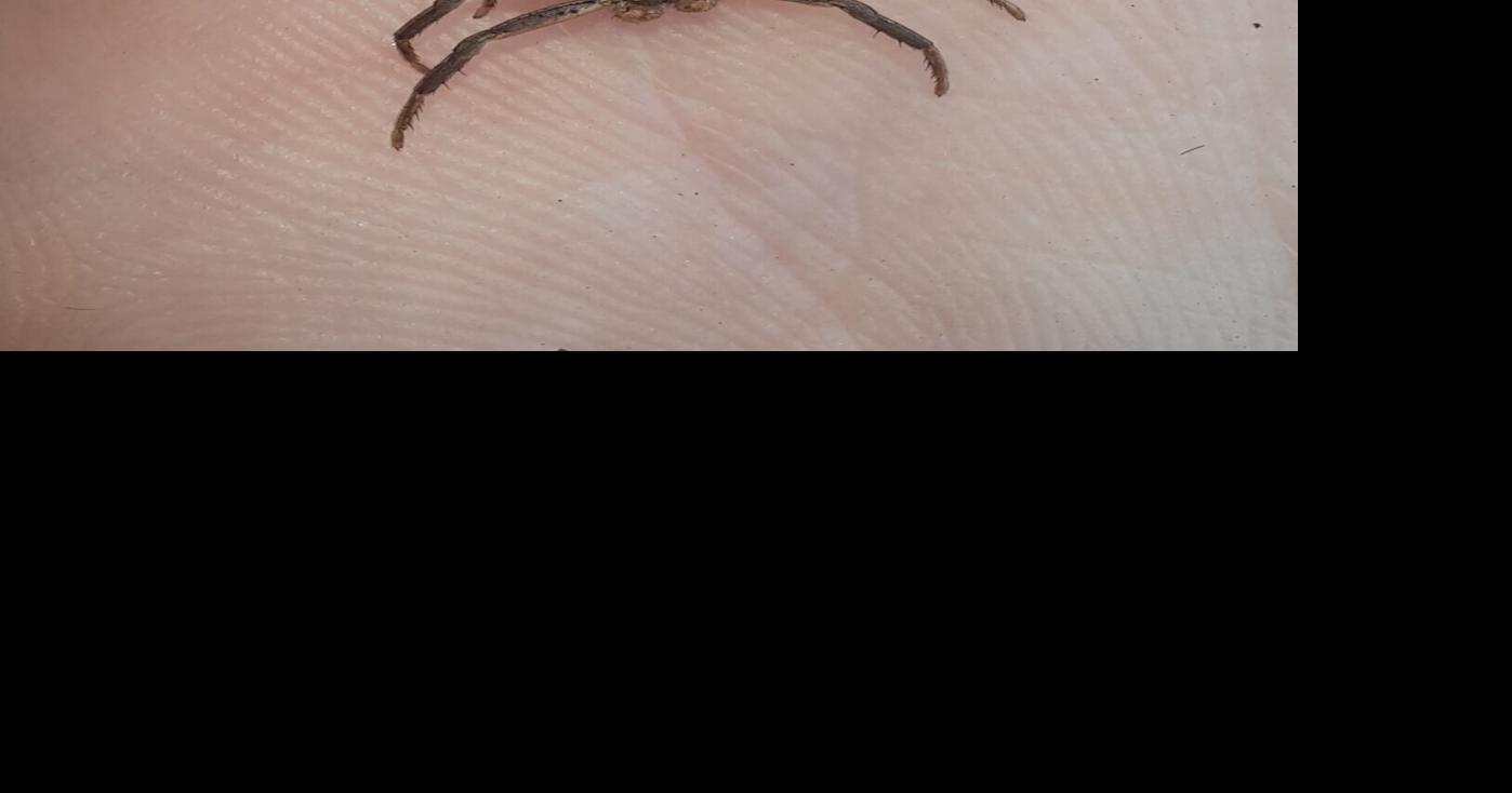 Indiana Nature Notes: Spider Appreciation | News | newsbug.info