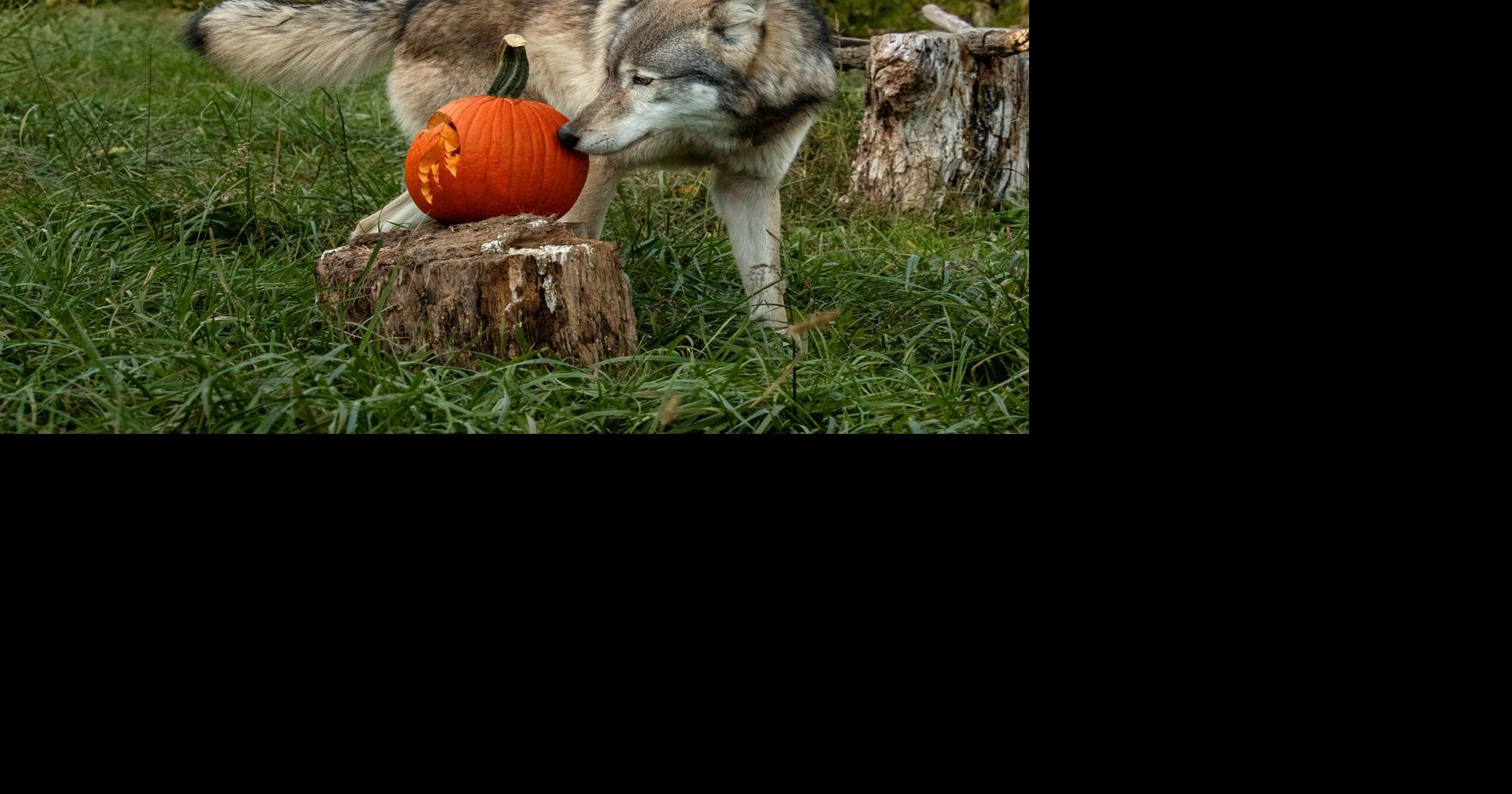 Pumpkin Party at Wolf Park | Monticello Herald Journal | newsbug.info