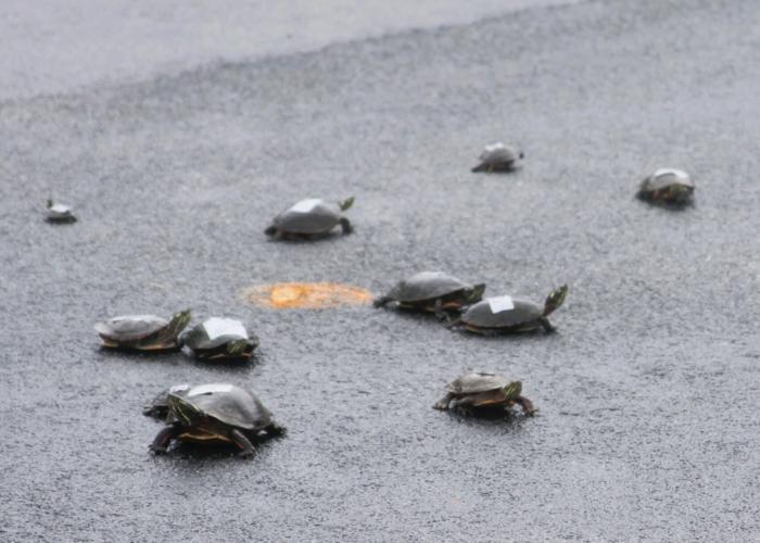 Turtle Races are a ‘Shell’-ebrated Tradition on Hebron 4th | News ...