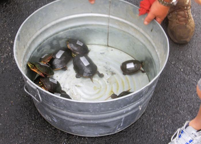 Turtle Races are a ‘Shell’-ebrated Tradition on Hebron 4th | News ...