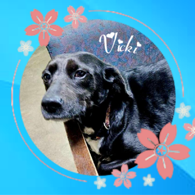 Vicki is Pet of the Week from Happy Tails | News | newsbug.info