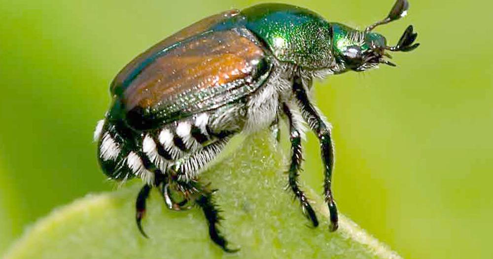 Japanese beetle season beginning early | Monticello Herald Journal ...