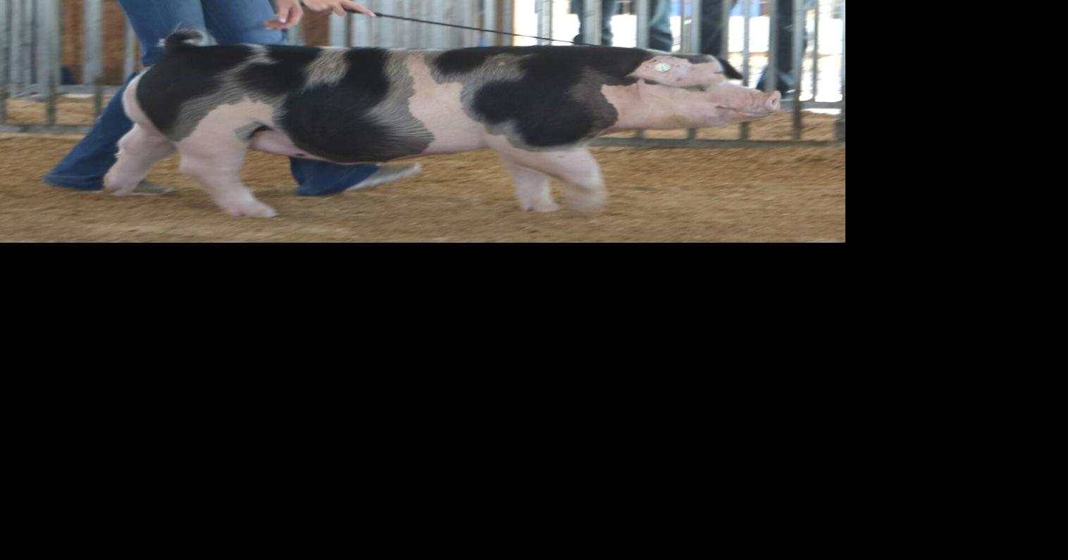 Iroquois County Fair Master Showman competition | Photos | newsbug.info