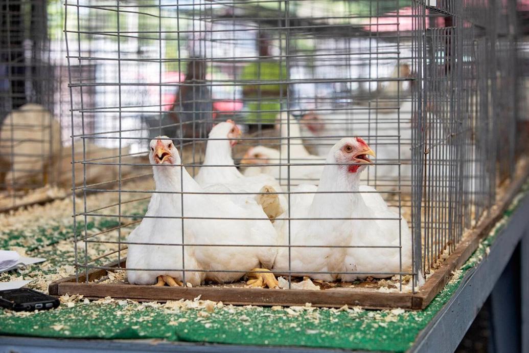 China resumes U.S. poultry imports, restores beef market access | News ...