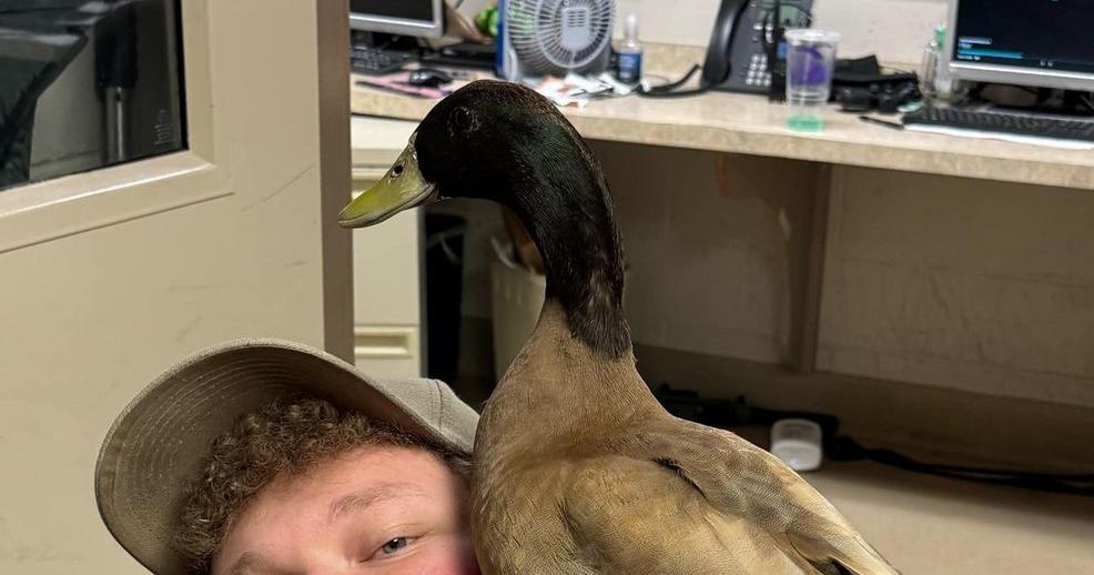 Duck Norris seeks new home, enjoys human company at local shelter ...