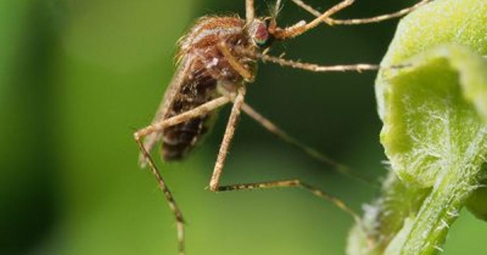First Mosquito Pool to Test Positive for West Nile Virus in McLean ...