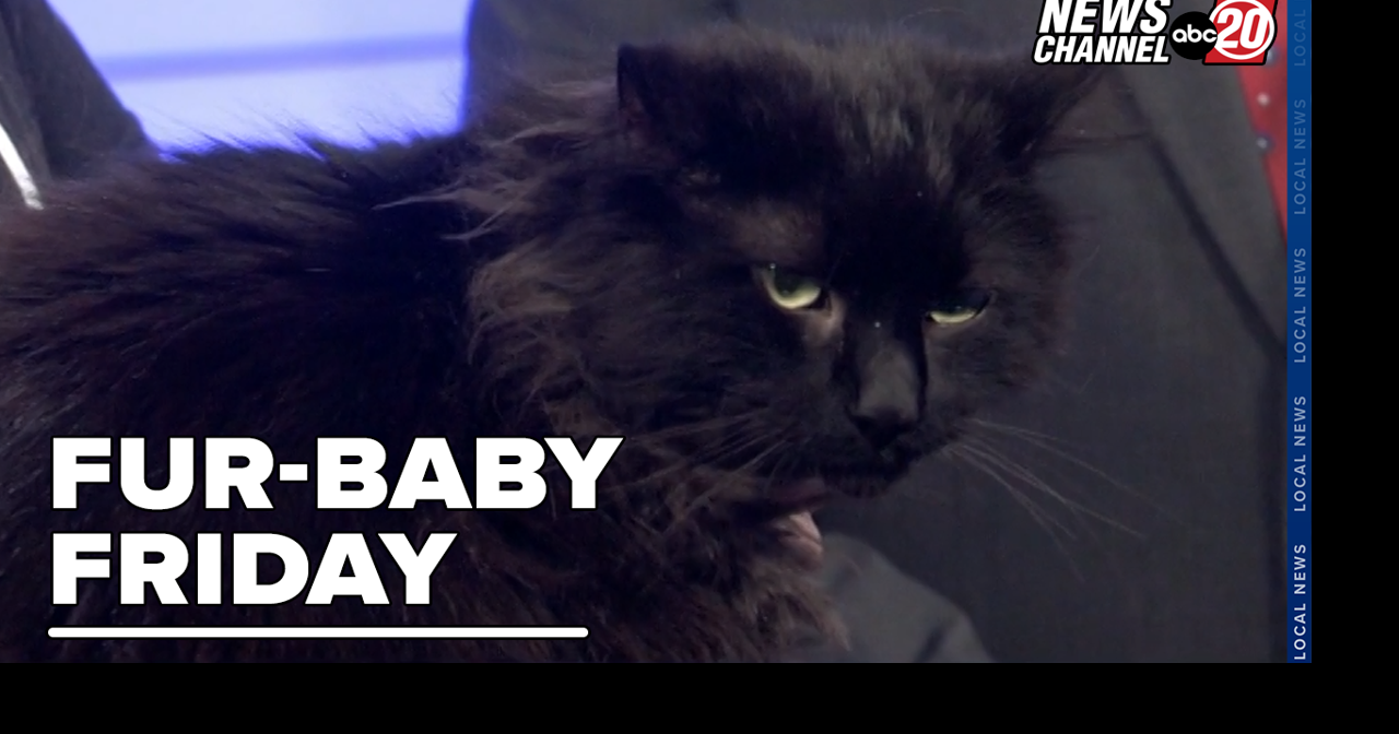 Fur-Baby Friday: The Cats' Pyjamas Cat Café | Live Guests ...