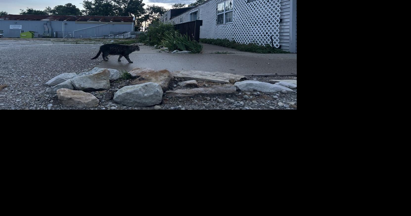Local shelter ravaged by storm, 155 animals without homes | Local News ...