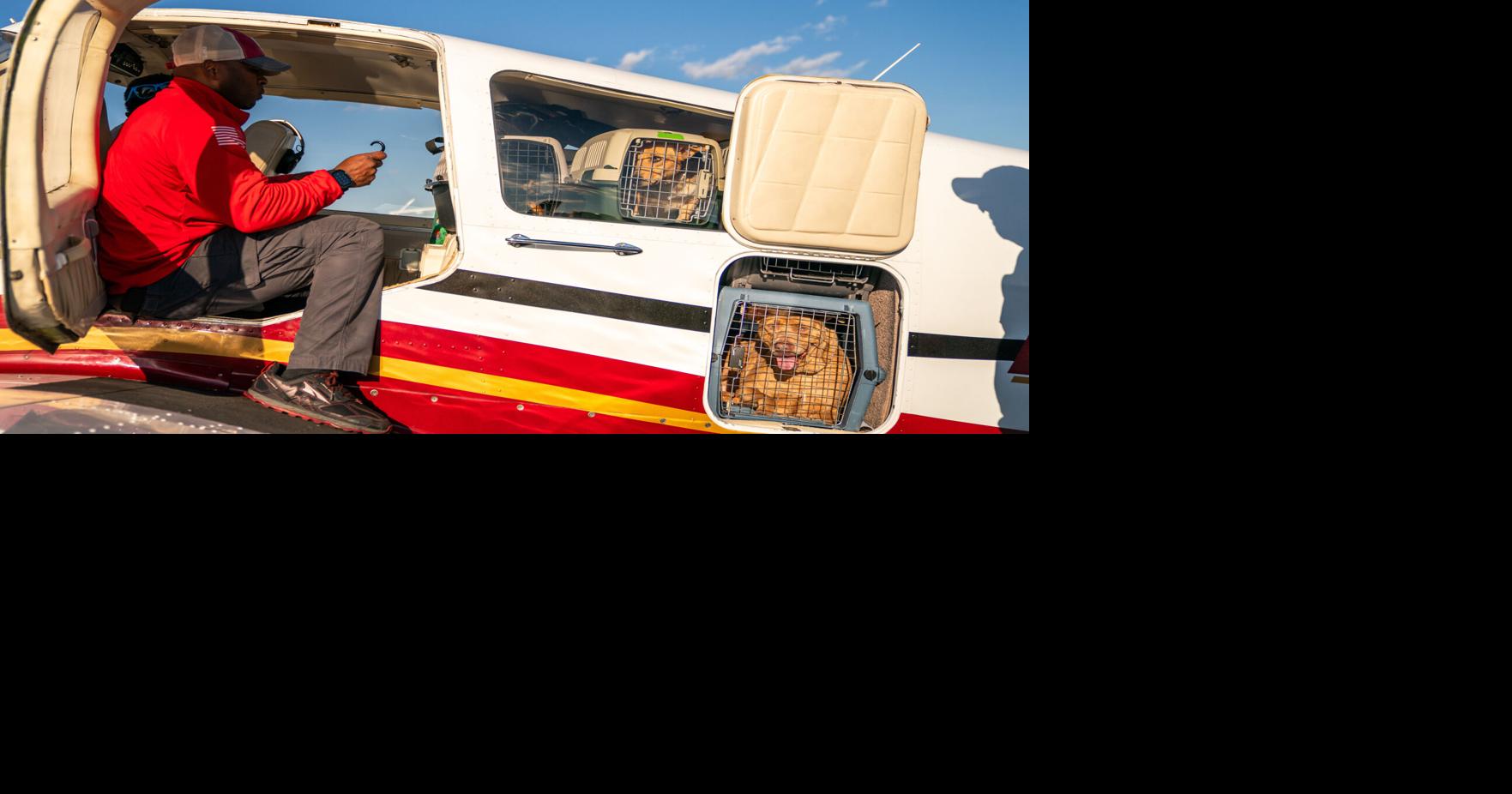 Shelter pets rescued by the revitalized Seuk’s Army in photos ...