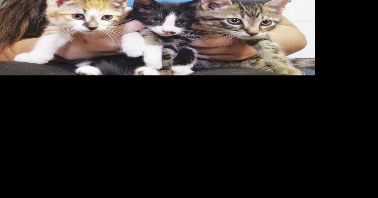 Danville SPCA receives grant to pay for spay-neuter procedures | Local ...