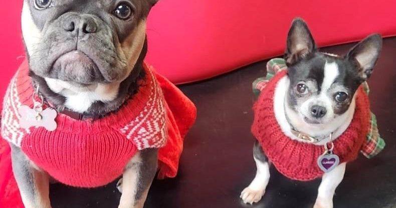 Taj-Mahair owner faces 'overwhelming' support following dog attack ...