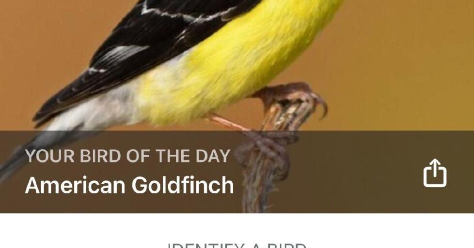 Bird Lore: Speeding up the bird 'learning curve' | Outdoors | newsitem.com