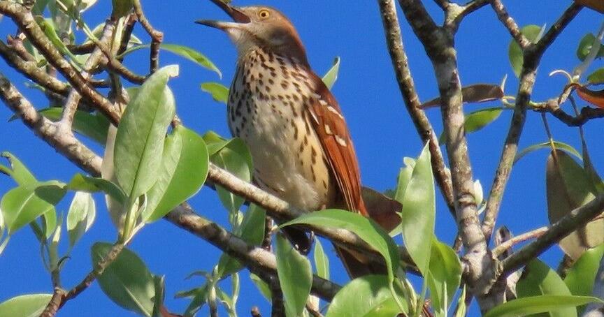 Bird Lore: Exploring Pennsylvania's triumvirate of songbird mimics ...