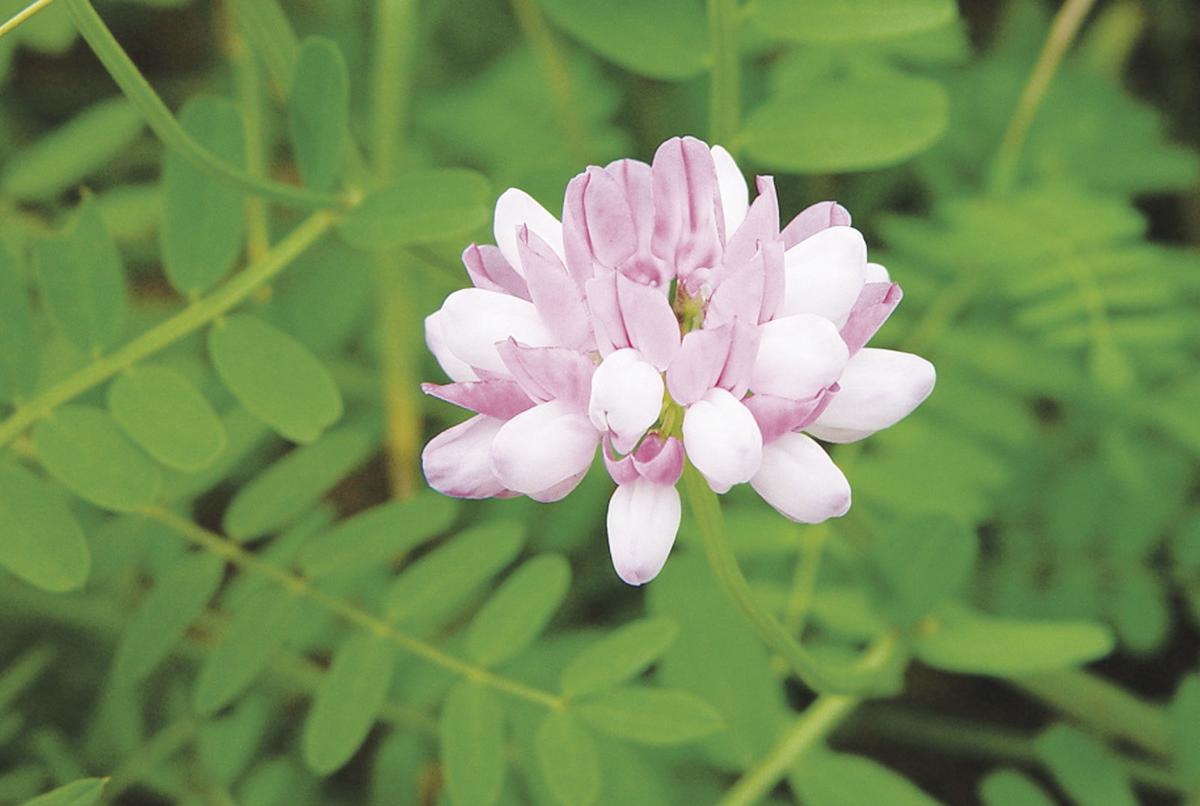 Crown vetch and multiflora rose | Arts & Living | newsitem.com