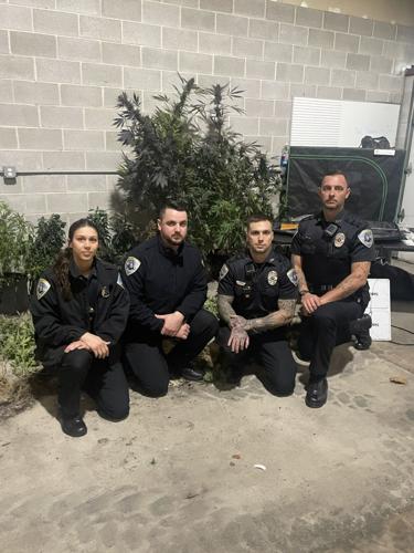 Police seize 21 fully grown marijuana plants during Sunday morning raid ...