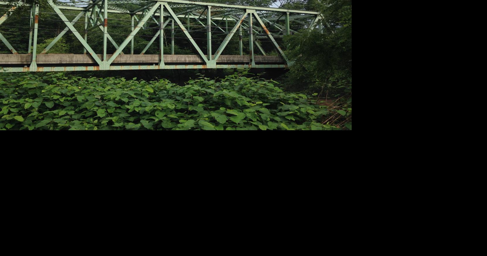 Dornsife bridge expected to reopen Friday | Local | newsitem.com