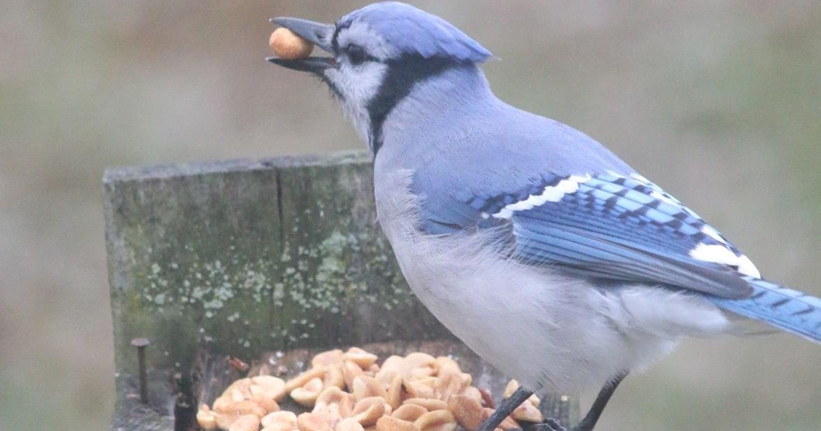 My Neck of the Woods: Despited by some, loved by others, the blue jay ...