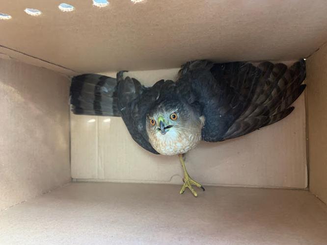 Injured hawk rescued from Strong property | Local | newsitem.com