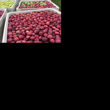 Native drawn back home to Pa. helps Dries Orchards expansion | Local ...