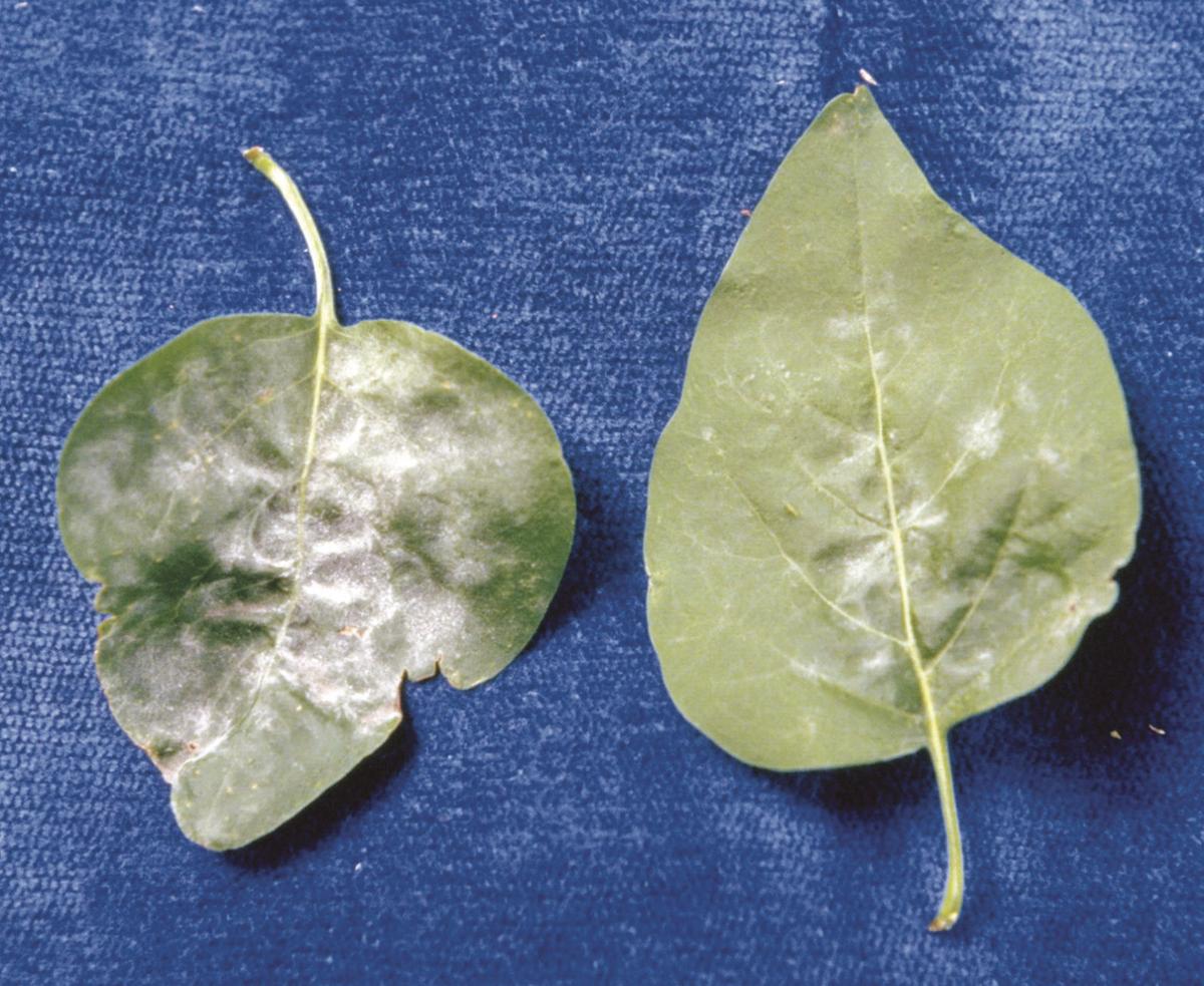 Master Gardeners: Pruning lilacs and dealing with powdery mildew | Arts ...