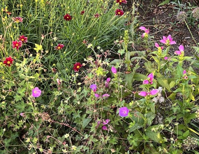 Native plant borders are beneficial to gardens | Home Garden | newsitem.com
