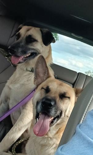 ‘Two Tails, One Story’ | Local | newsitem.com