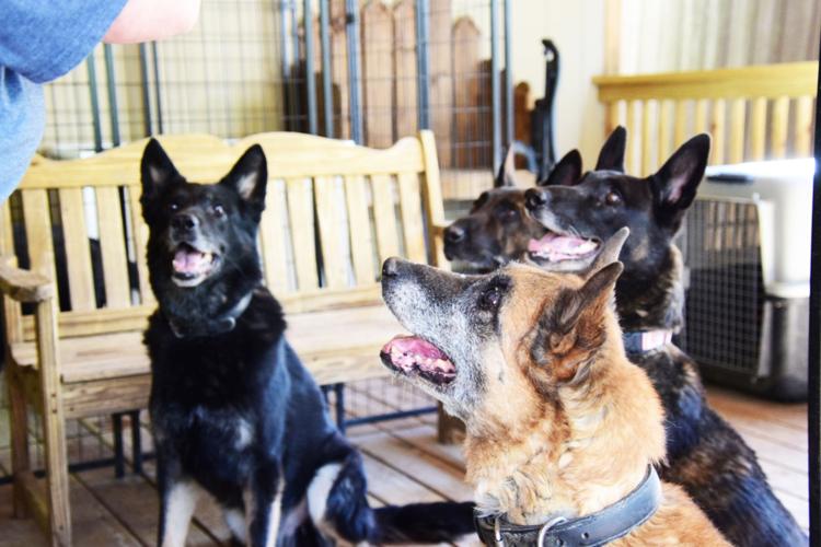 'Bit of heaven': Retired nurse shares her home with retired working ...