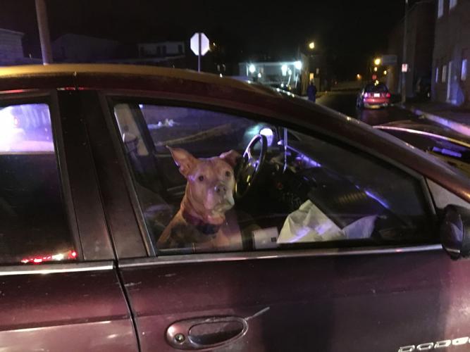 Two fleeing suspects left dog at crash | Local | newsitem.com