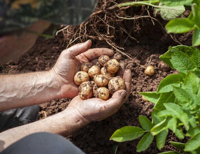 Organic Pitman farm receives $600k from state food program grant | News ...