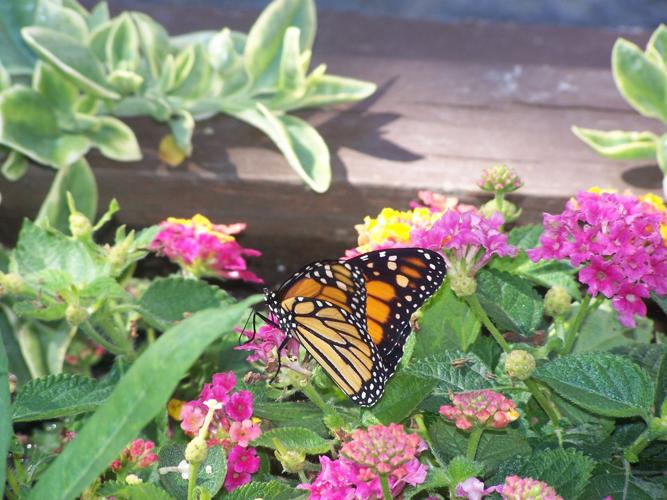 Monarch butterfly program presented | Local | newsitem.com