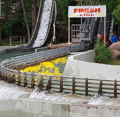 10th annual duck drop expands to include local schools | Local ...