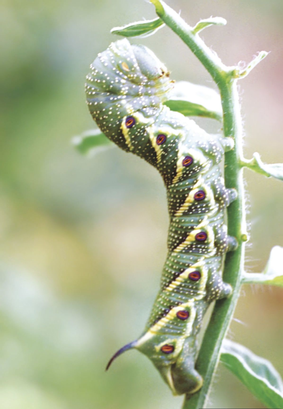 Tomato Insect Pests | Arts & Living | newsitem.com