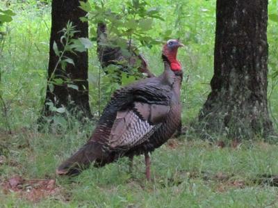 My Neck of the Woods: Spring gobbler opens today, runs through May ...