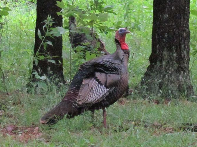 My Neck of the Woods: Spring gobbler opens today, runs through May ...