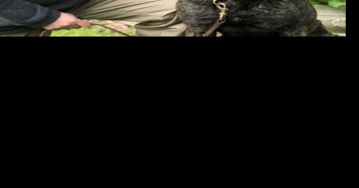 Former U.S. Customs and Border Protection dog reunited with handler ...