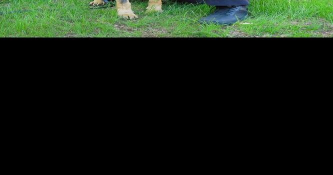 Shamokin Police Department to acquire police K-9 from Illinois | Local ...