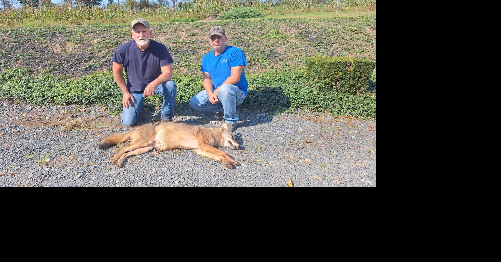 Hunting for predators at night can be rewarding | Outdoors | newsitem.com