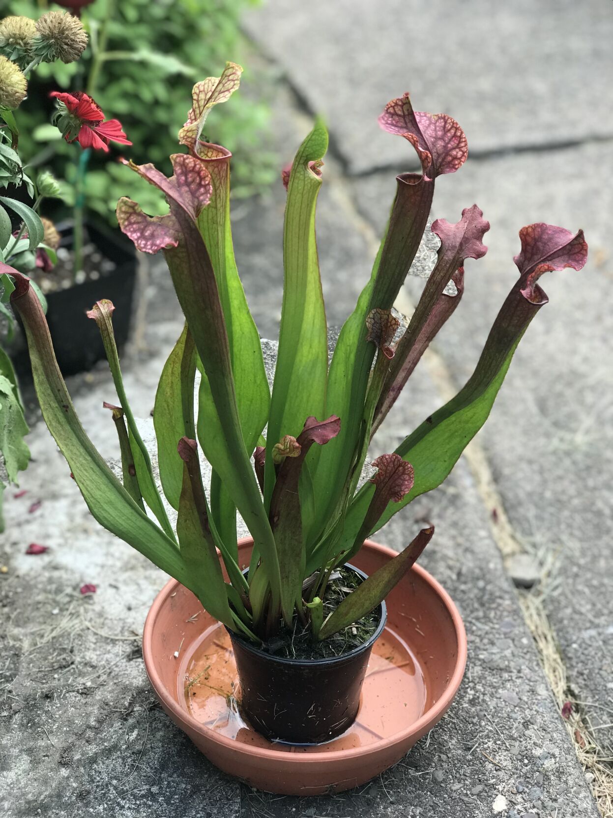 Master Gardener: Caring for carnivorous plants | Home Garden | newsitem.com